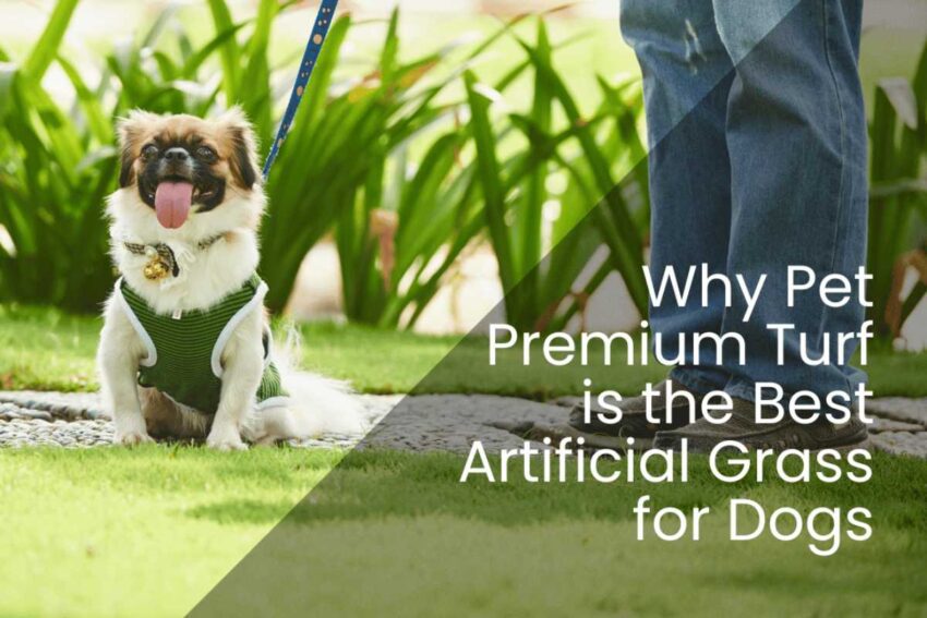 Give Your Dog the Best Backyard with Pet Premium Turf