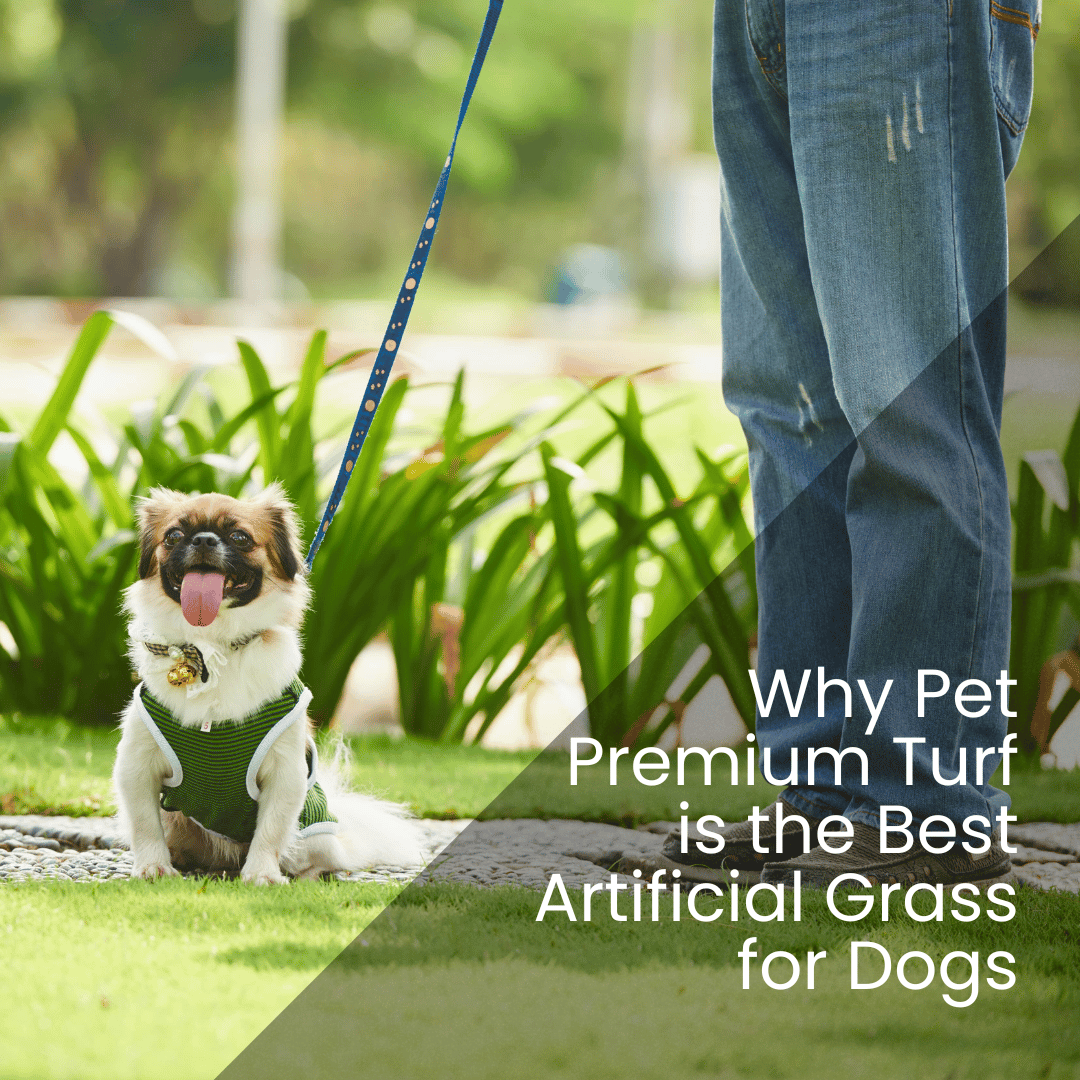 Give Your Dog the Best Backyard with Pet Premium Turf