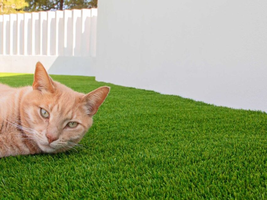 Pet - Dog-Friendly Artificial Turf | Realturf USA